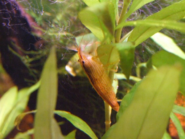Kreveta Jávská/Molucká Atyopsis moluccensi :: akvariumamater.cz