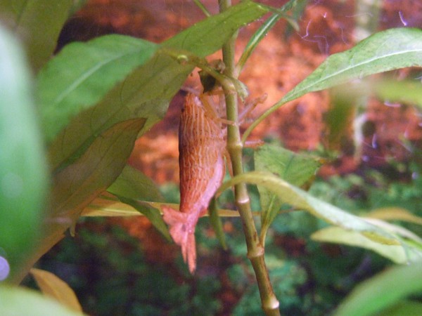 Kreveta Jávská/Molucká Atyopsis moluccensi :: akvariumamater.cz